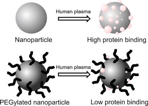 Schematic Representation Of The Interaction Of Nps With Human Plasma