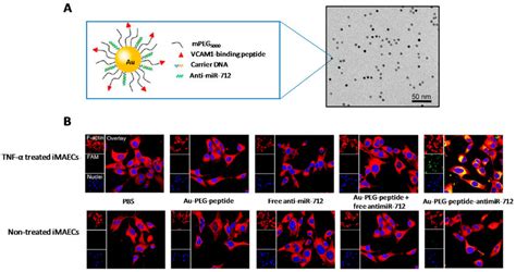 A Design And A Tem Image Of The Aunp Conjugates Decorated With Vcam1