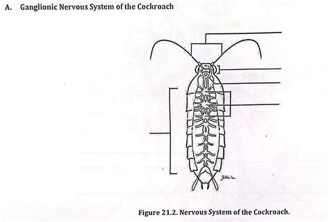 A Ganglionic Nervous System Of The Cockroach Figure 21 2 Nervous System Of The Cockroach