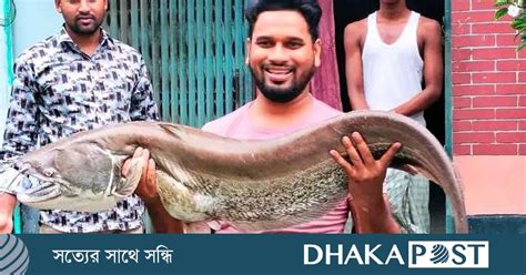 ইসলামপুরে যমুনায় ধরা পড়ল ১৮ কেজি ওজনের বোয়াল