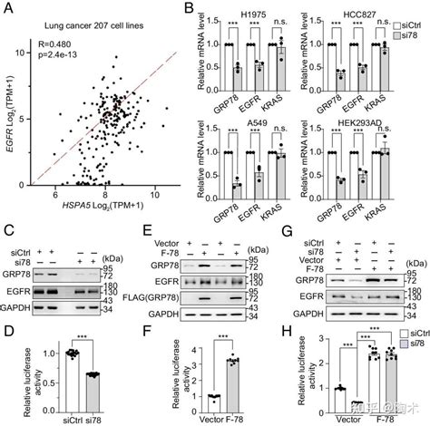 Pnas 重磅 一种新型癌细胞转移机制 知乎