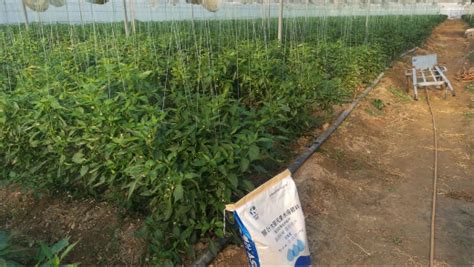 水溶肥使用时要注意什么