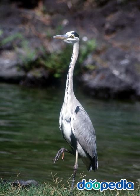 학 鶴 두루미 흰 학 황새 鸛 황새 관 백로 白鷺 왜가리 青鷺