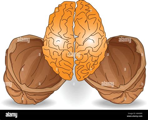 Walnut Human Brain At Jenny Mcnear Blog