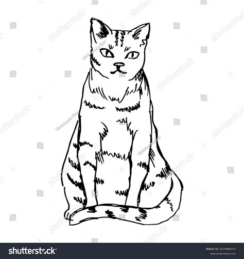 Cute Cat Sitting Position Drawing Black Stock Vector Royalty Free Shutterstock
