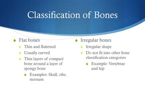 The Skeletal System Ppt Download