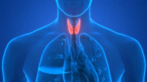 Uncovering Differences In Isthmic And Lobar Thyroid Nodules And Thyroid Cancer Section Of