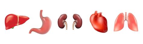 심장 폐 간 위 신장 흰색 배경 벡터 일러스트 레이 션에 고립 된 다른 3d 인간의 장기 설정 프리미엄 벡터