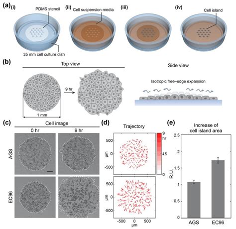 Bioengineering Mdpi On Linkedin Cancer Cellmigration