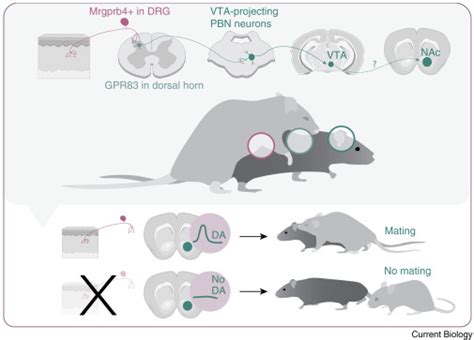 Socio Sexual Touch On The Hunt For A Pleasure Signal In The Mouse Brain Current Biology