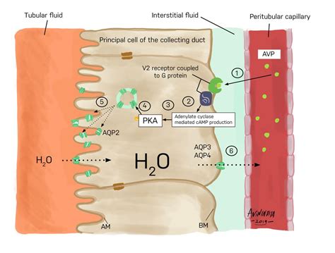 Triphasic Response Of Diabetes Insipidus My Endo Consult