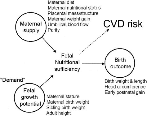 Modeling Fetal Adaptation To Nutrient Restriction Testing The Fetal Origins Hypothesis With A
