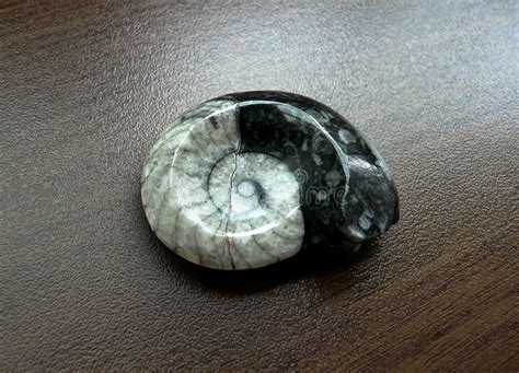 Fossil Spiral Snail Ancient Mollusc Stock Image Image Of Cretaceous Paleontology 231571701