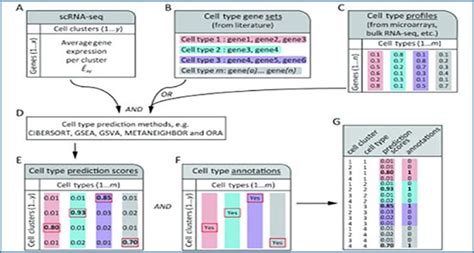 Evaluation Of Methods To Assign Cell Type Labels To Cell Clusters From