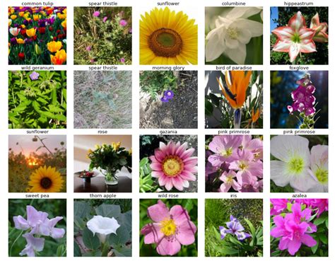 Github Shivani Singhal Flower Classification On Tpu We Re