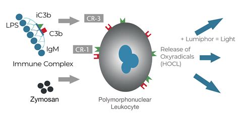 Sepsis And Endotoxin Science Spectral Medical Inc