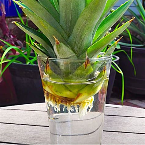 Pineapple Growing In Containers At Chelsea Elyard Blog