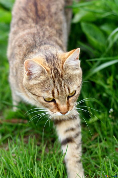 Кішки зображення кішка картинки кішка № 36552 Torange Biz