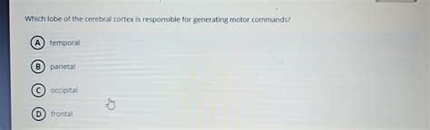 Solved Which Lobe Of The Cerebral Cortex Is Responsible For