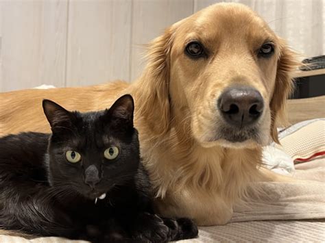 どちらが飼いやすいの？犬と猫の大きな違い