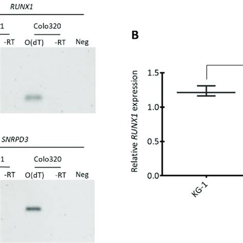 Runx1 Gene Is Expressed By Both Kg 1 And Colo320 Cells A Top