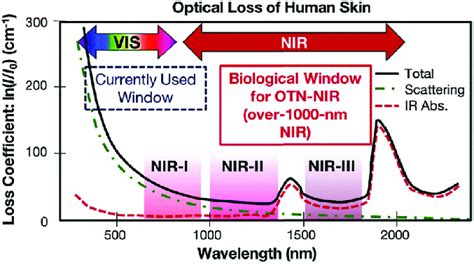 Absorption Spectrum Of Human Skin Showing The First Nir I Second Download Scientific Diagram