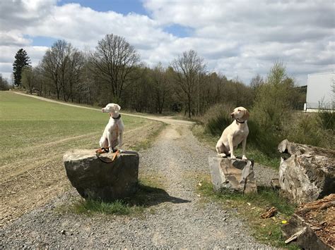 Understanding Generator Synchronization In Parallel Operation With