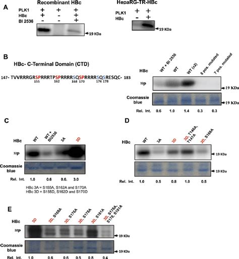 Hbc Is A Phosphorylation Substrate Of Plk1 In Vitro In Vitro Plk1 Download Scientific Diagram
