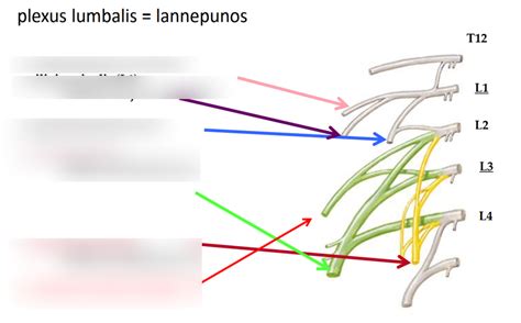 Plexus Lumbalis Diagram Quizlet
