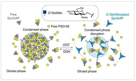 2022年糖基化修饰的10种研究思路（上篇） 知乎