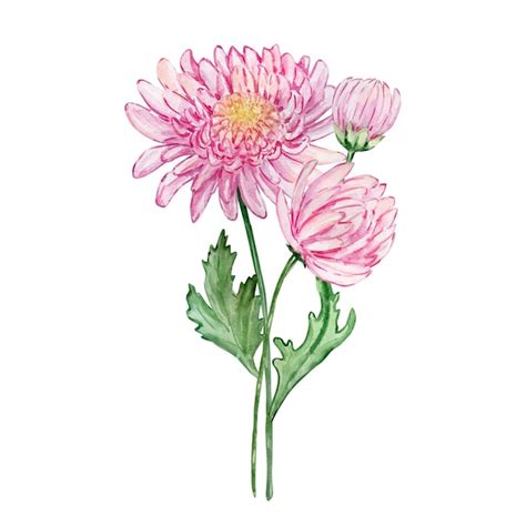Premium Vector Watercolor Bouquet Chrysanthemum November Birth Month