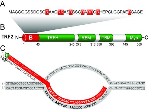 Structures Of The B Domain Trf2 And D Loop A The Bdomain Comprises Download Scientific