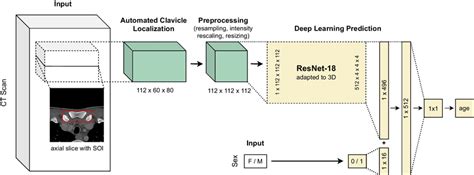 Deep Learning Based Radiological Age Assessment Schematic