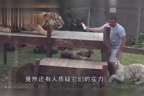 老外质疑东北虎的实力用比特犬来干掉老虎镜头记录下全过程 老虎 东北 实力