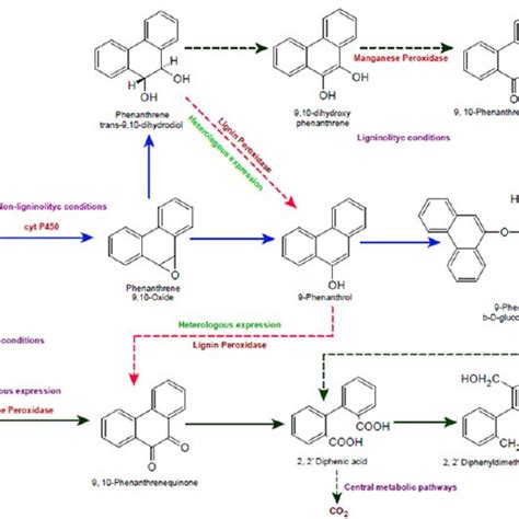 A Proposed Or Hypothetical Metabolic Pathway For Phe Degradation Under Download Scientific