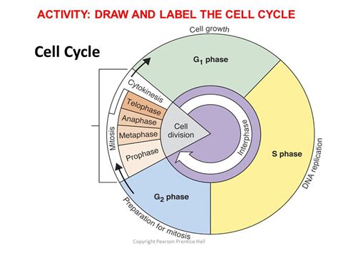 Cell Cycle Drawing At PaintingValley Com Explore Collection Of Cell Cycle Drawing