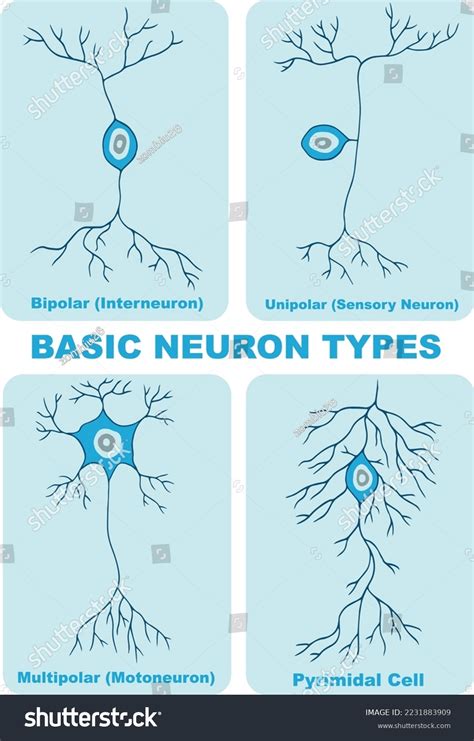 Types Neuron Illustration Vector Stock Vector Royalty Free 2231883909 Shutterstock