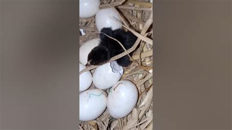 আলহামদুলিল্লাহ আমার মুরগির বাচ্চা ফুটছে 🥰🤲 Youtube