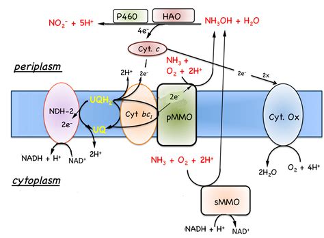 Metabolic Pathways Methanotroph Commons