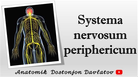 Periferik Nerv Sistemasi Systema Nervosum Periphericum Neyroanatomiya Anatomik Youtube