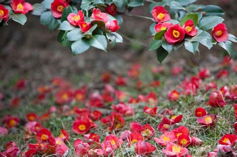 나무와 식물의 겨울나기 네이버 블로그