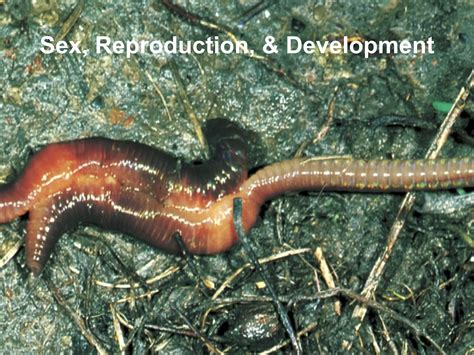 Sex Reproduction And Development Ppt Infertility Reproductive Health