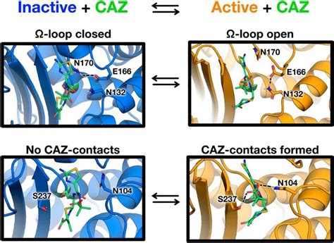 Ithy Comprehensive Overview Of Xanthine Oxidase