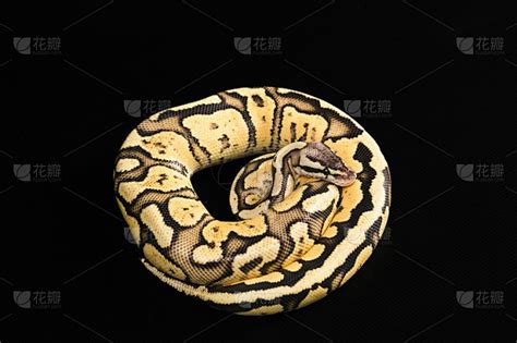 女球python。萤火虫变形或变异