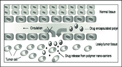 Diagrammatic Representation Of EPR Effect Download Scientific Diagram