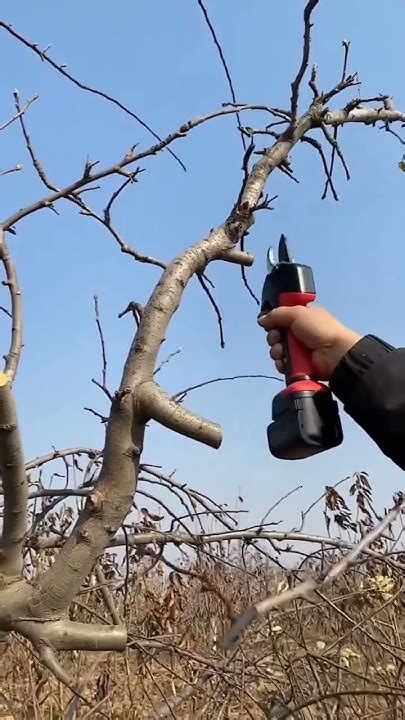 آلة حديثة وسهلة الاستخدام لقطع أغصان الشجر عملية جدا Youtube