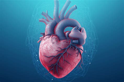 健康的心脏概念图图片素材 正版创意图片600072711 摄图网