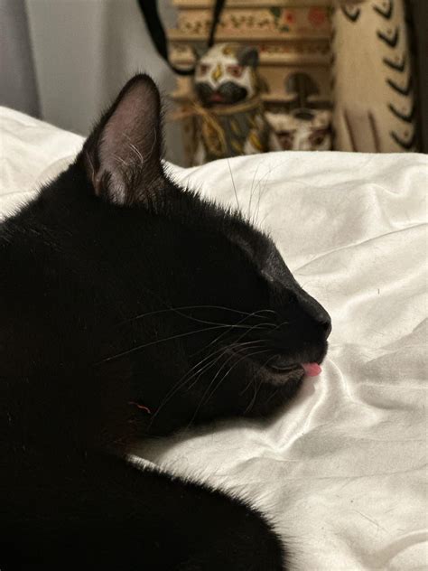 Spotlight Void R Voidcats