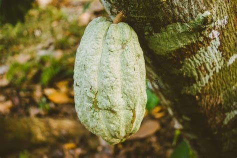 Growing Cocoa Bean In Branch Stock Photo Image Of Seed Branch