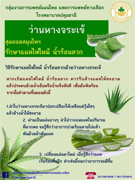ว่านหางจระเข้ รักษาแผลไฟไหม้ กลุ่มงานการแพทย์แผนไทยและการแพทย์ทางเลือก โรงพยาบาลปทุมธานี